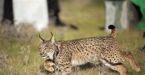Lince Ibérico Lynx pardinus S O S Ravina Romeira e Roselha as três