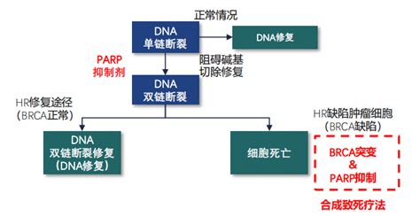卵巢癌治疗热门药物PARP抑制剂的作用机理解析 摩熵医药 原药融云