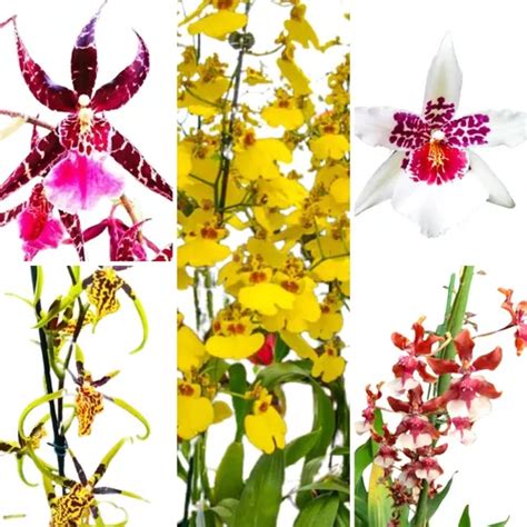 Kit Mudas De Orquidea Oncidium Especiais Lindas Promo O
