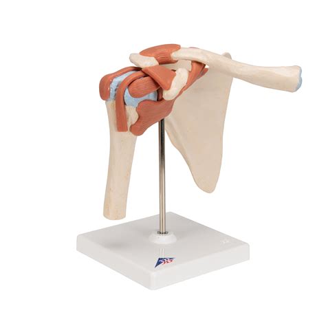 anatomical models human joint models deluxe functional shoulder joint model