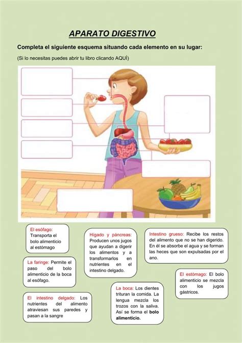 La nutrición online activity Sistema digestivo para niños Material