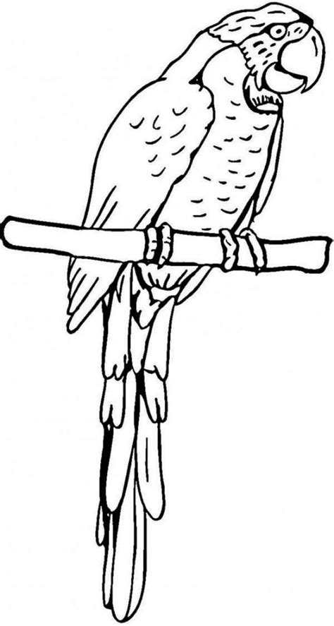 Desenhos De Papagaio Para Imprimir E Colorir Gr Tis