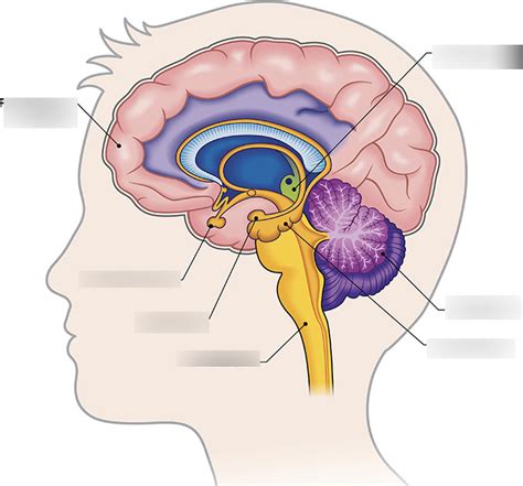 Limbic System Diagram Quizlet