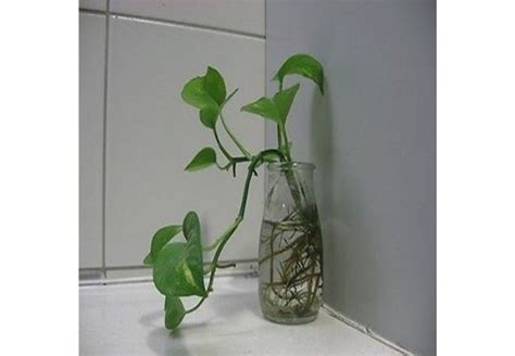 Plantas Para Cultivar Na Gua