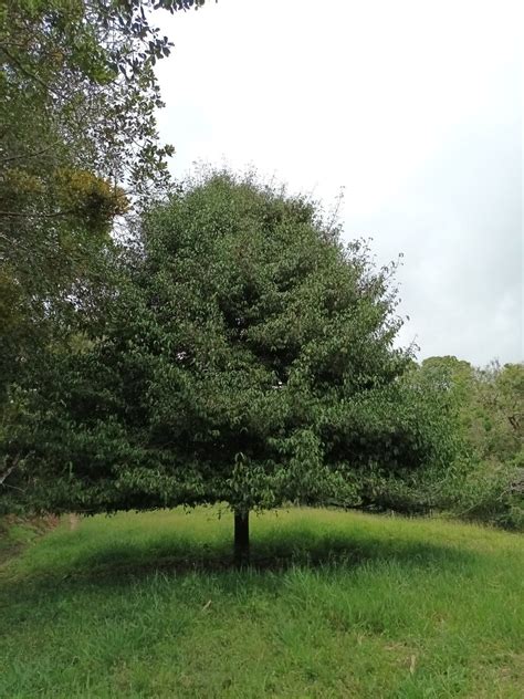 Juancho Sinisterra on Twitter Un bello árbol de Madroño Garcinia