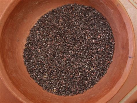 Grana Cochinilla Pigmento De Tradici N Mexicana K Volta
