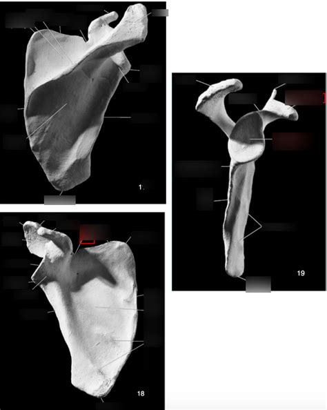 Scapula Diagram Quizlet