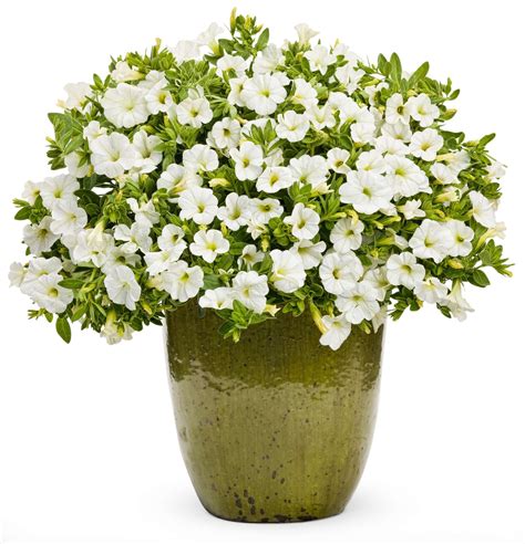 Flower In Flower Pots Png