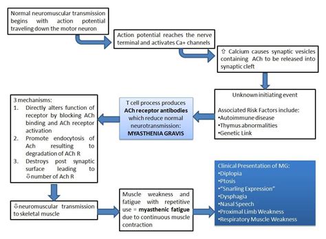 Myasthenia Gravis Concept Map