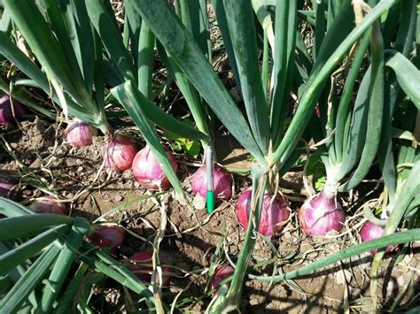 Cómo cultivar Cebolla El Brote Urbano