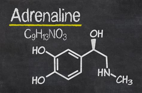 Adrenalin Epinephrin Ein N Tzlicher Leitfaden Mit Fragen Und Antworten