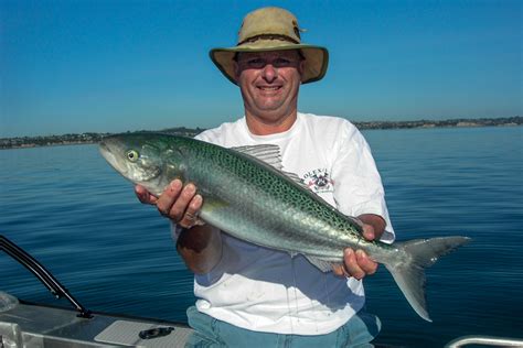 How To Catch Kahawai The Fishing Website