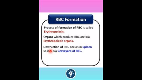 Erythropoiesis RBC Formation Body Fluids And Circulation Class 11
