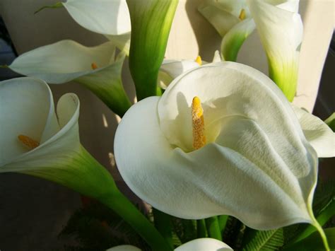 How To Plant Calla Lily Outdoor In Your Garden Tricks To Care