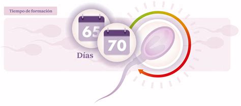 C Mo Se Producen Los Espermatozoides Next Fertility