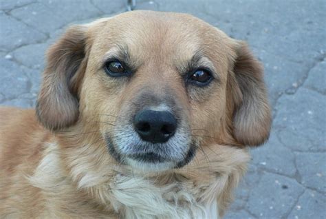 Vira lata caramelo tudo sobre esse famoso cãozinho Petz