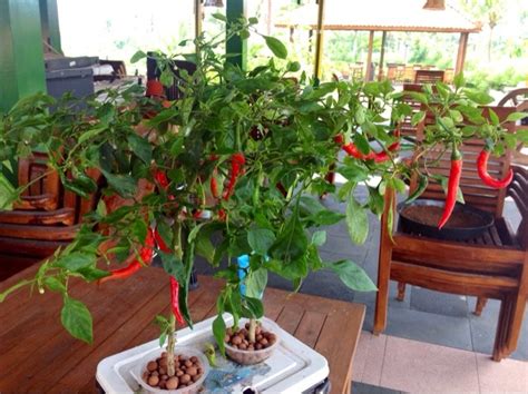 Cara Budidaya Tanaman Cabe Hidroponik Di Rumah Bibit Online