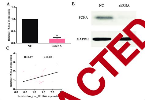 Downregulation Of Hsa Circ 0011946 Inhibited PCNA In OSCC A RT QPCR
