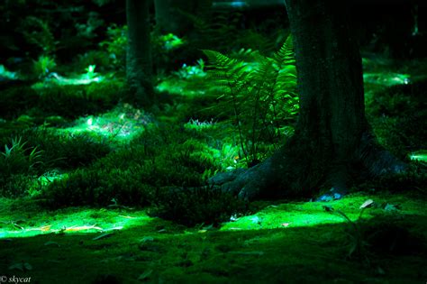 Fond d écran temple jardin nuit la nature herbe mousse vert