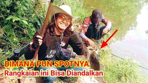 Cara Dan Teknik Pasang Umpan Lumut Kasar Biar Awet Untuk Ikan Nila