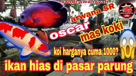 Pengertian Ikan Hias Dan Fungsinya Bloraupdate