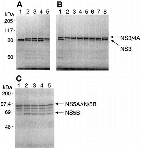 Effect Of Mabs On Polyprotein Processing Activity Of Ns Protease A