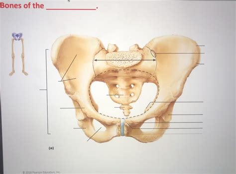 Bones Of The Pelvic Girdle Diagram Quizlet