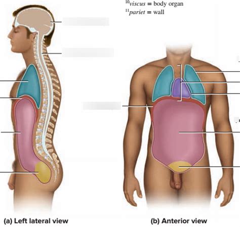 Solved Label The Body Cavities Of The Lateral View And Off
