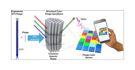 phage based structural color sensors and their pattern recognition sensing system acs nano