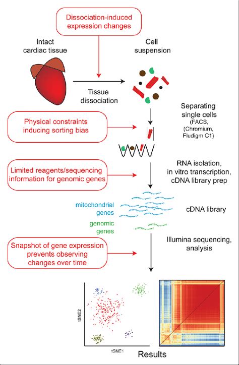 Figure Schematic Overview Of The Single Cell Sequencing Technique On
