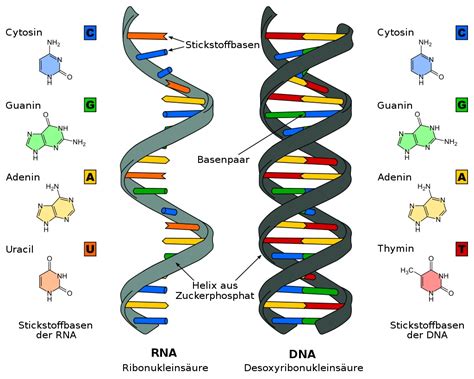 Was Ist Rna Ein Molek L Mit Vielen Funktionen Open Science