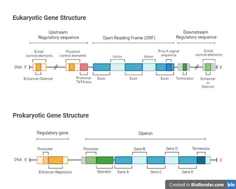 Gene Definition Features Structure Expression Functions Sciencevivid