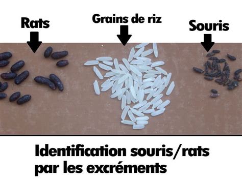 Crottes De Souris Ou De Rats Quelles Diff Rences