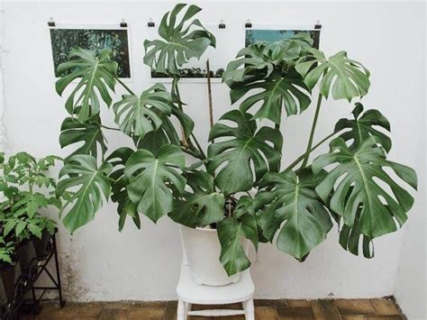Costela de Adão Veja Tudo Sobre a Planta e 71 Modelos Lindos Monstera