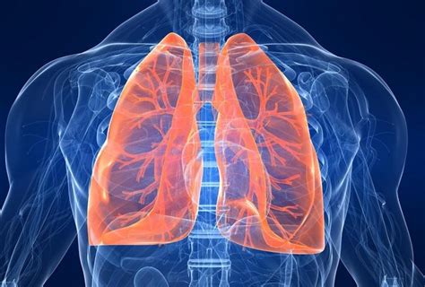 Funciones De Los Pulmones