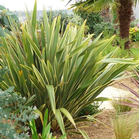 Phormium Tenax Variegata Seeds Variegated Common Flax Lily Variegated