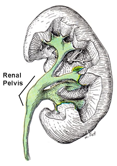 Pelvis Of Kidney Quality Micoope Gt