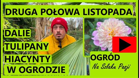 Druga połowa listopada Ogród Sadzenie cebul kwiatowych wykopywanie