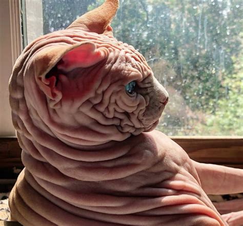 Meet Xherdan The Extra Wrinkly Sphynx Cat Gag