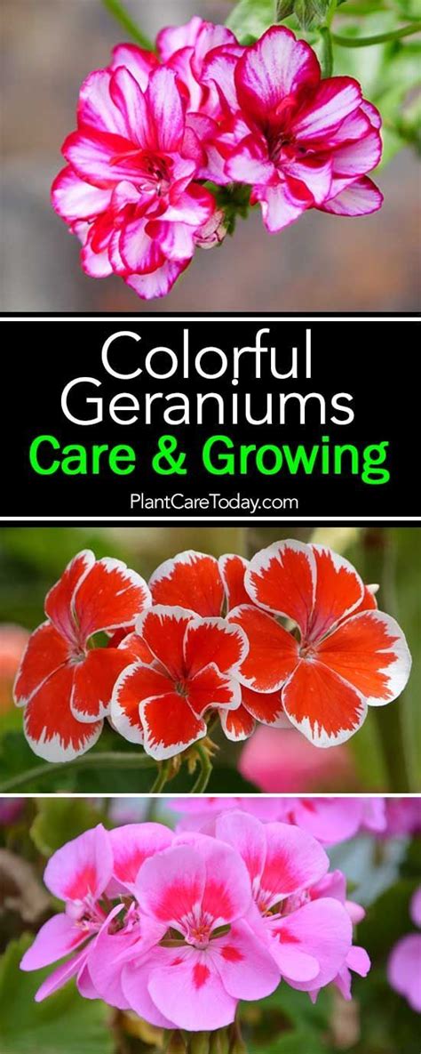 How To Grow And Care For Geraniums Artofit