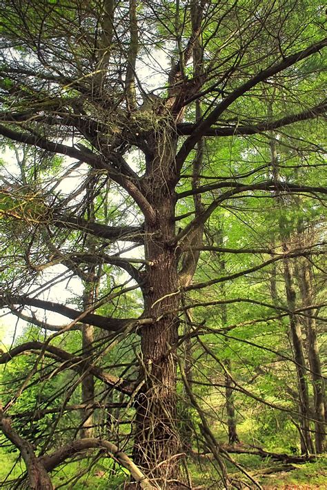 Imagen gratis árbol bosque coníferas madera naturaleza paisaje