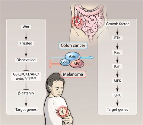 Wnt Catenin And Mapk Signaling Allies And Enemies In Different