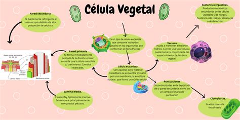 Arriba Imagen Reino Plantae Mapa Mental Abzlocal Mx