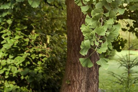 How To Grow And Care For Ginkgo Trees Gardeners Path