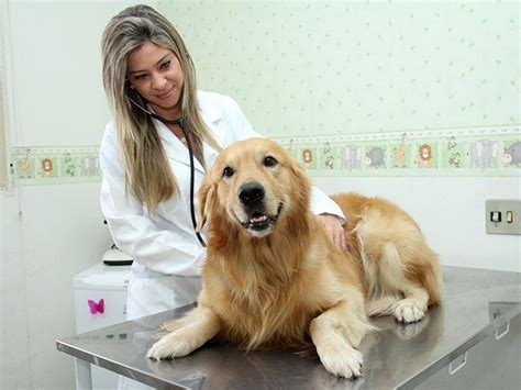 Raça Golden Retriever Tudo o Que Você Precisa Saber e um Muito Mais