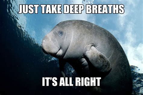 Funny Motivational Memes That Will Uplift Your Spirits Inspirationfeed