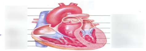 Heart Frontal Section Diagram Quizlet