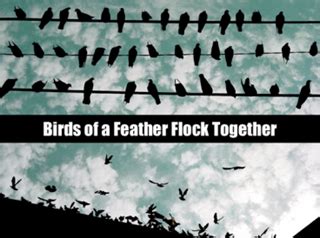 Birds Of A Feather Flock Together SA Study