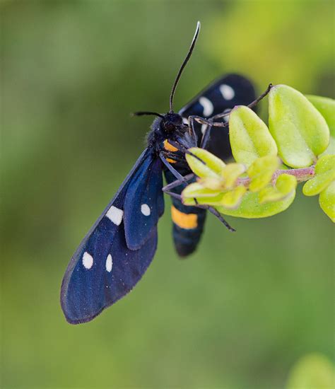 Amata Phegea Rosanna Ferrari Flickr