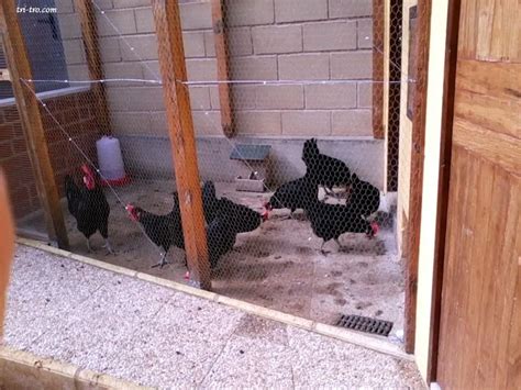 Gallina Castellana Negra Disponibilidad